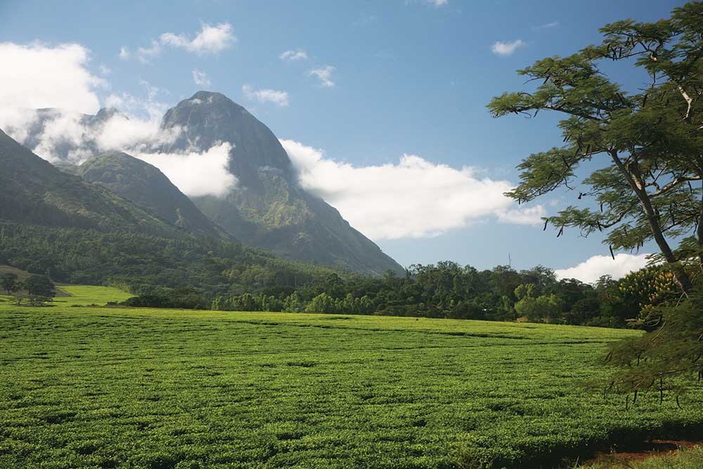 Mount Mulanje Trek with Adventure Peaks | Adventure Peaks